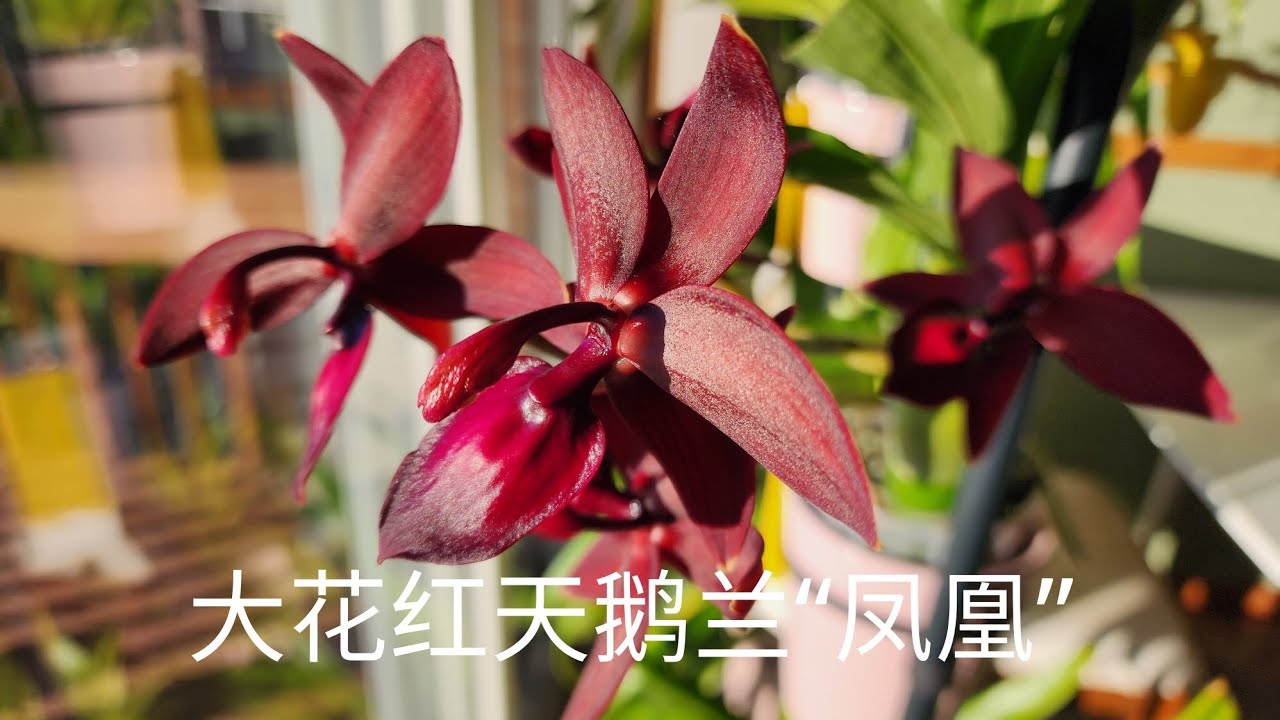 Sophie's Garden 大花红天鹅兰“凤凰” Cycnodes Jumbo Phoenix 'Jumbo' - YouTube