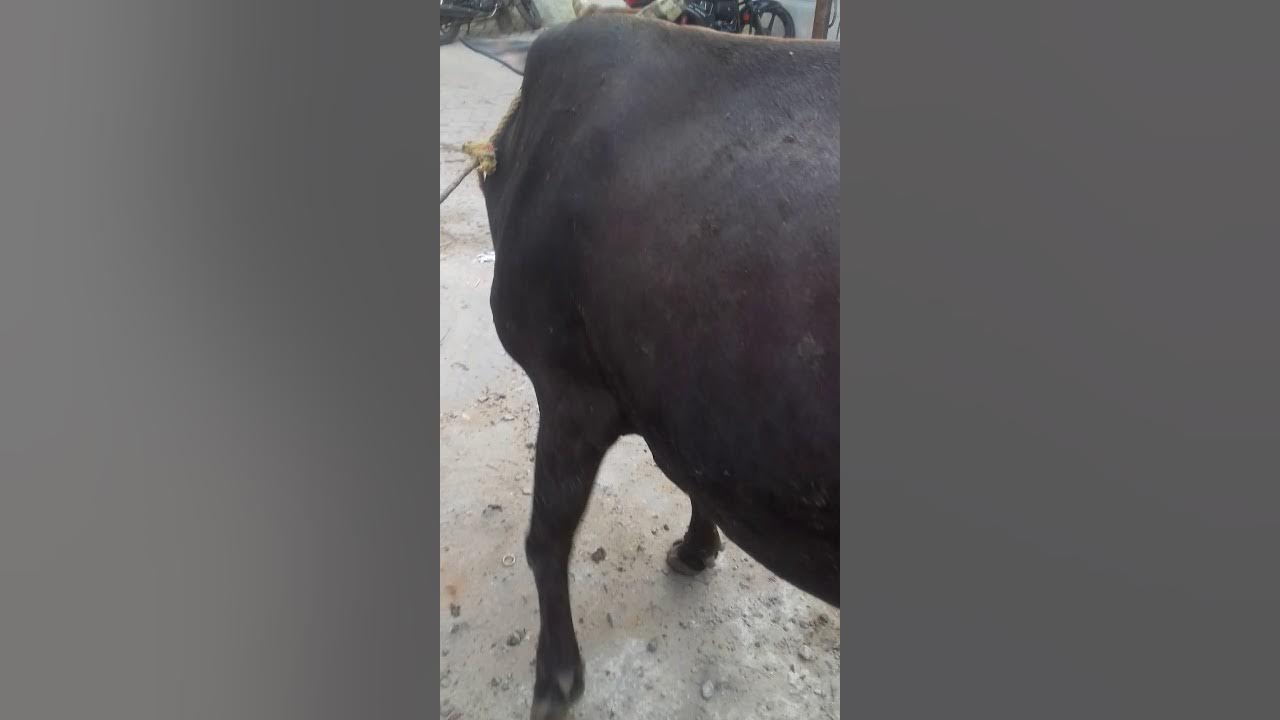 successful recovery of a total uterine prolapse in a street cow - YouTube