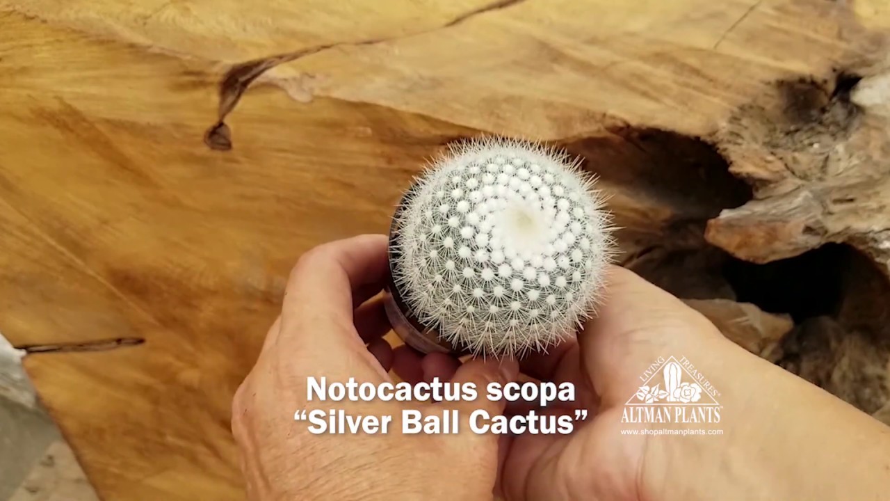 Quick Peek: Notocactus scopa "Silver Ball Cactus" - YouTube
