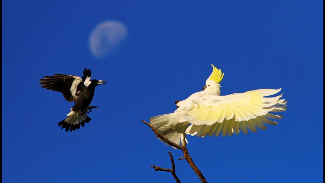 Episode 57: Australia and birdsong with author Tim Low - YouTube