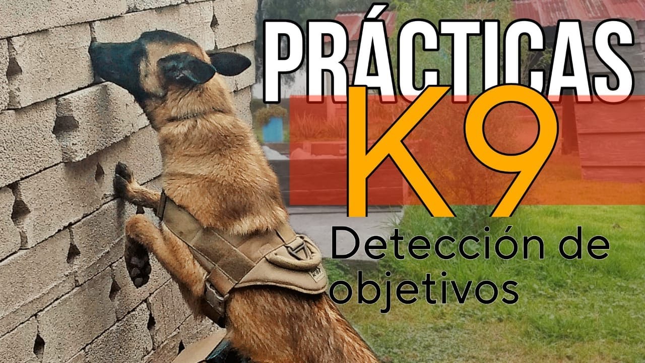 k9 training/deteccion de objetivos, practicas k9 - YouTube