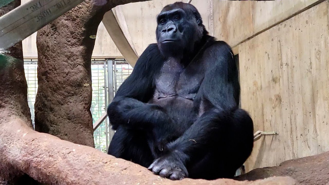 Gorillas and Orangutans @Smithsonian’s National Zoo, Washington D.C ...