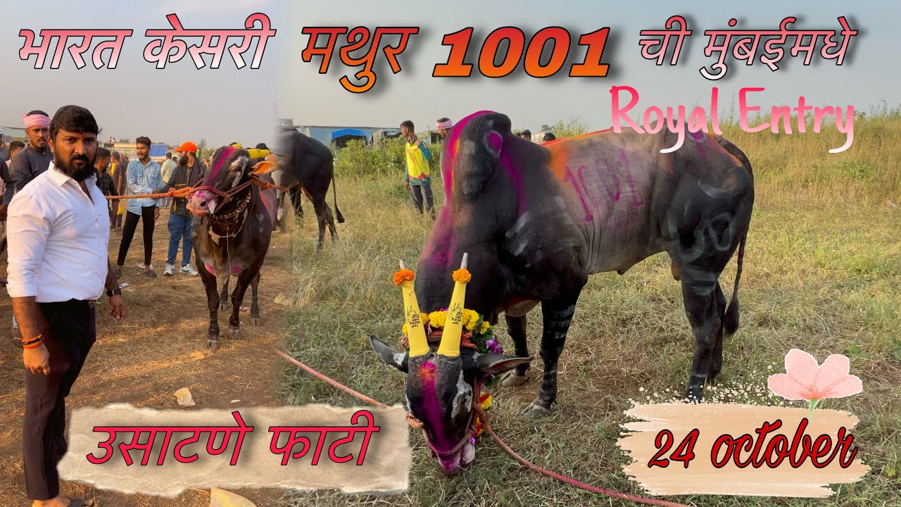 मथुर 1001 ची उसाटणे आड्डा वर Royal Entry | Mathur 1001 mumbai madhe😍 # ...