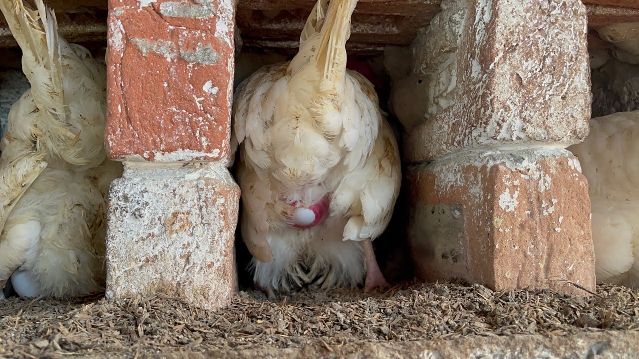 Chicken Laying an Egg Close up | Hen Farming | YASIR TV - YouTube