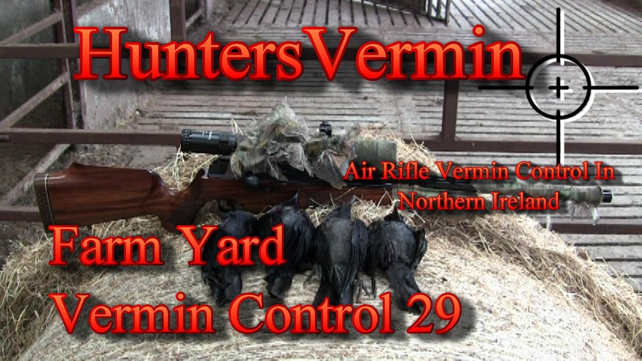 Air Rifle Hunting, Farm Yard Vermin Control 29 - YouTube