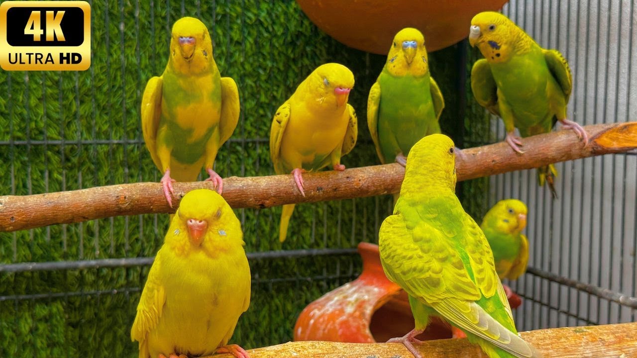 Parrots singing beautiful birds voice beautiful budgies birds sounds Of ...