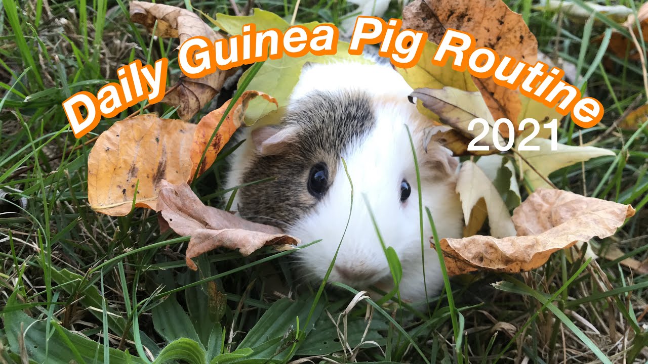 Daily Wednesday Guinea Pig Routine || 2021 - YouTube