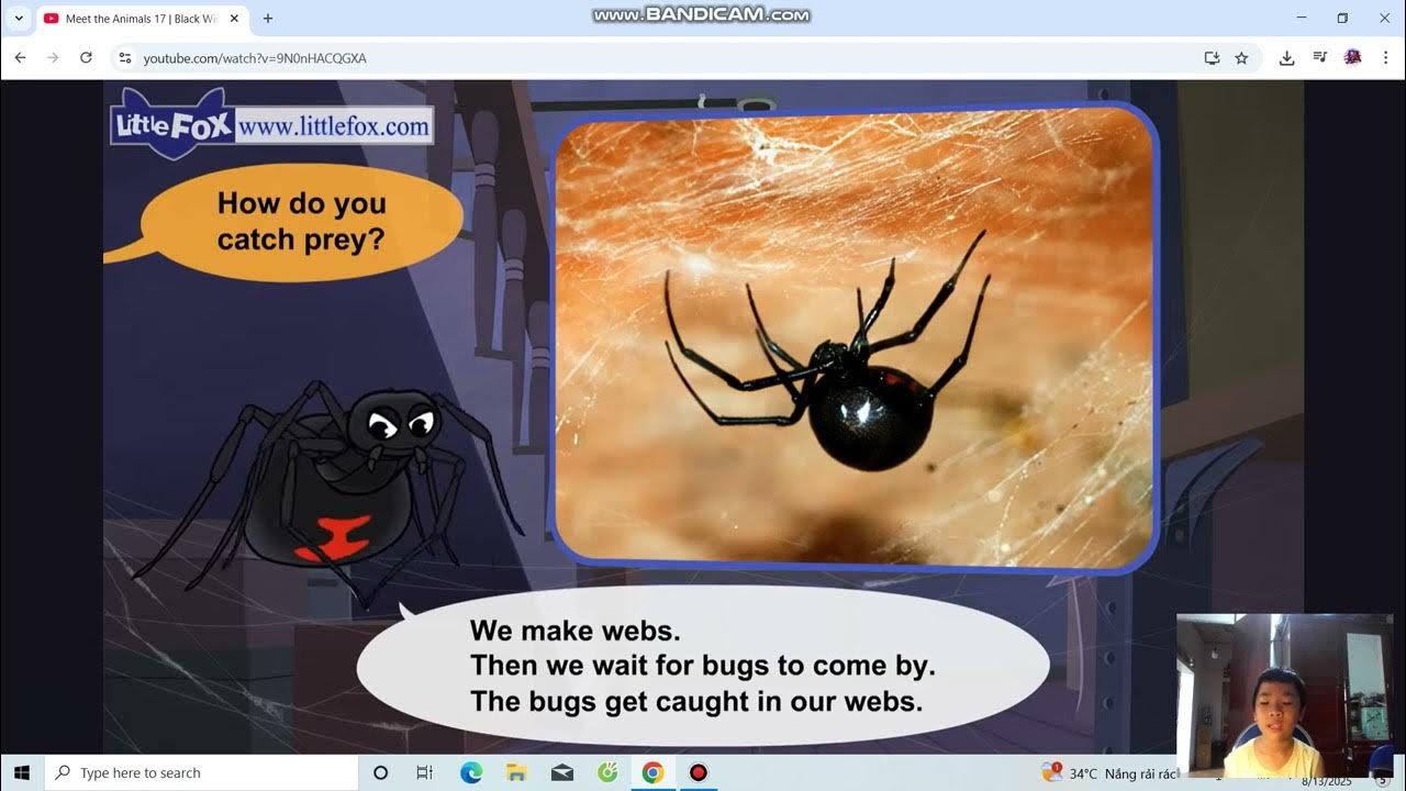 Meet the Animals 17: Black Widow Spider - Andy - YouTube