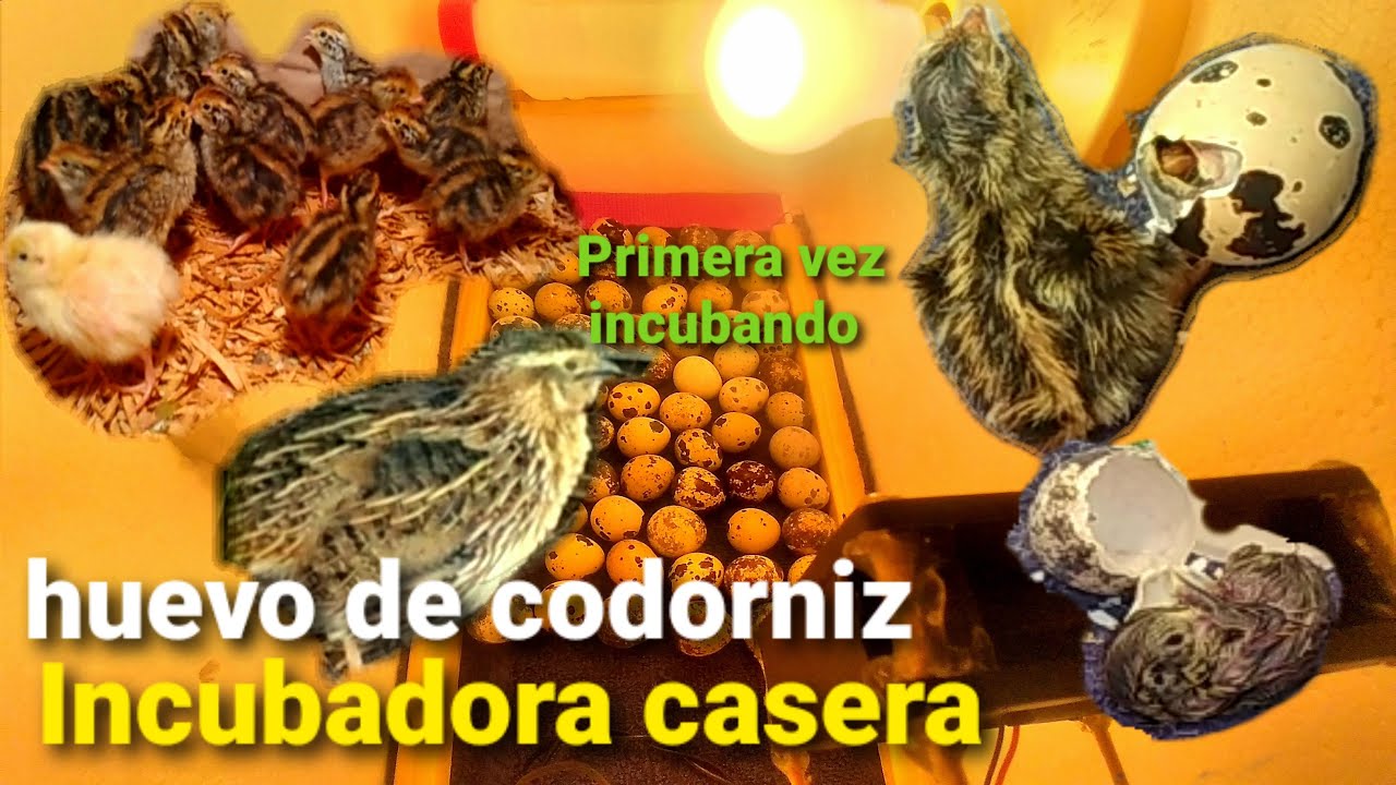 Huevo de codorniz🙀 Incubadora casera. Buenos resultados🙀 - YouTube