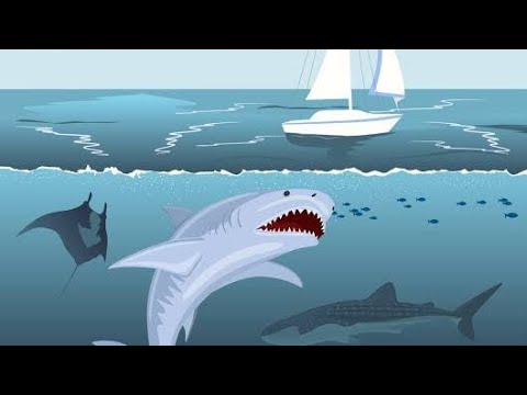 Arabic Shark 3 - YouTube