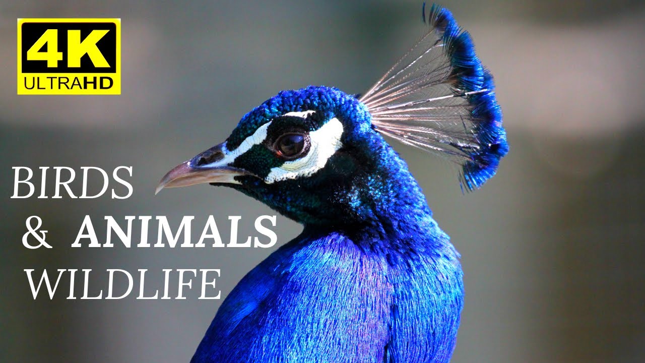 Wild Animals in 4K ULTRA HD| Plants in 4K ULTRA HD | Plants and Animals ...
