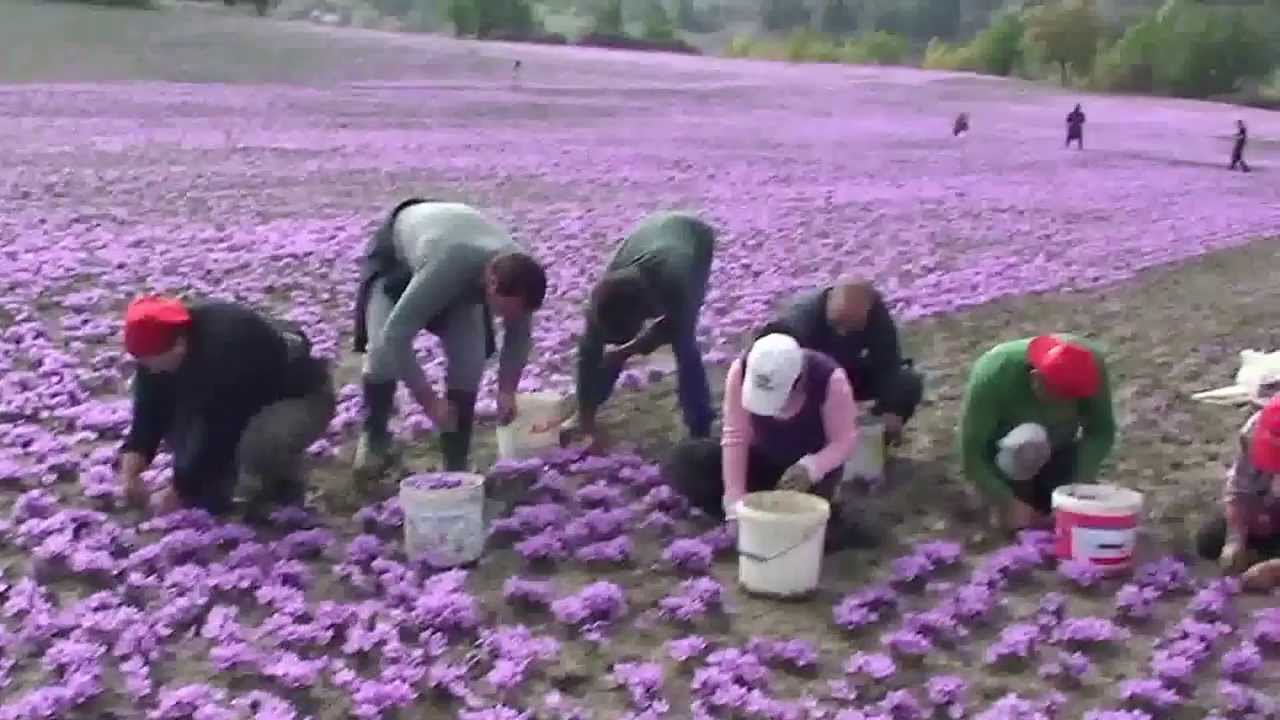 red greek saffron harvest2 - YouTube