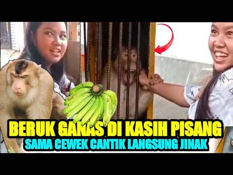 BERUK GANAS DI KASIH PISANG SAMA CEWEK CANTIK LANGSUNG JINAK