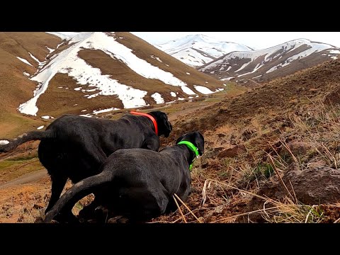 YÜKSEK ZİRVELERDE AV KÖPEĞİ İLE KEKLİK AVI🔥PARTRİDGE HUNTİNG🔥BERETTİ BEEPER🔥HUNTİNG🔥İNGİLİZ POİNTER