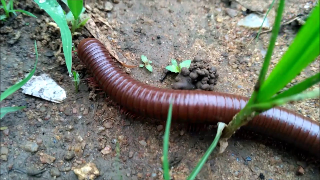 Giant Indian Millipede - YouTube