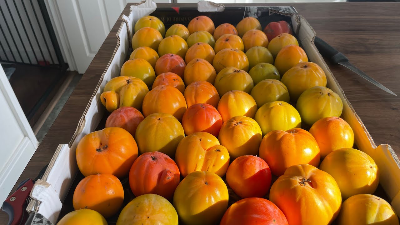 London Grown,Rojo Brillante Persimmon Taste Review 🤗 - YouTube