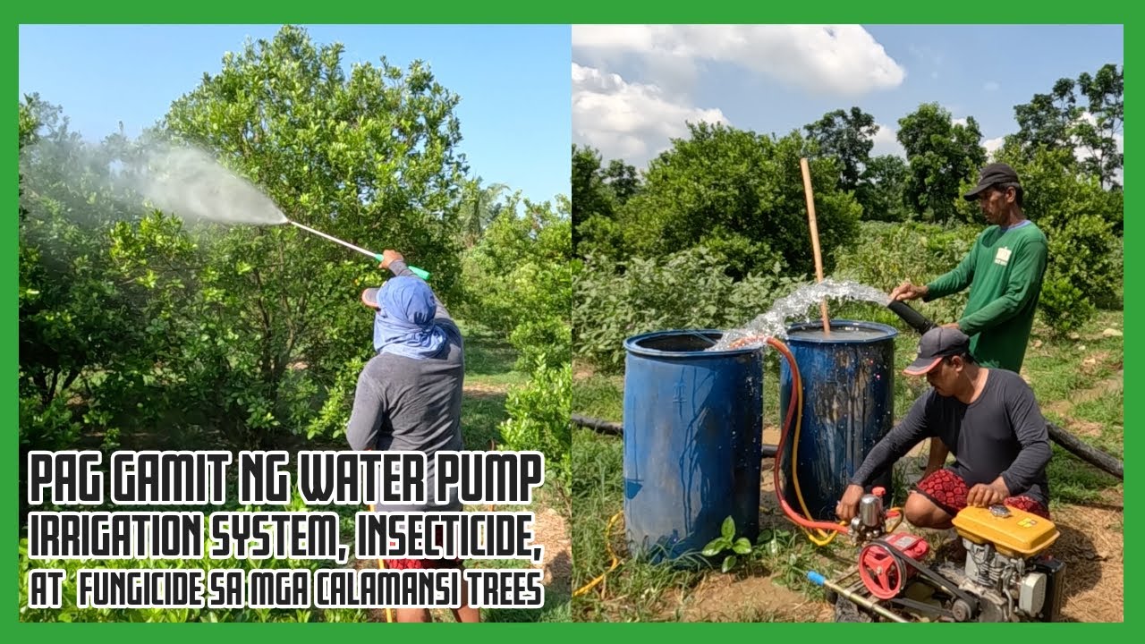 Pag-aalaga at Pangangalaga sa Calamansi Trees: Water pump Irrigation ...