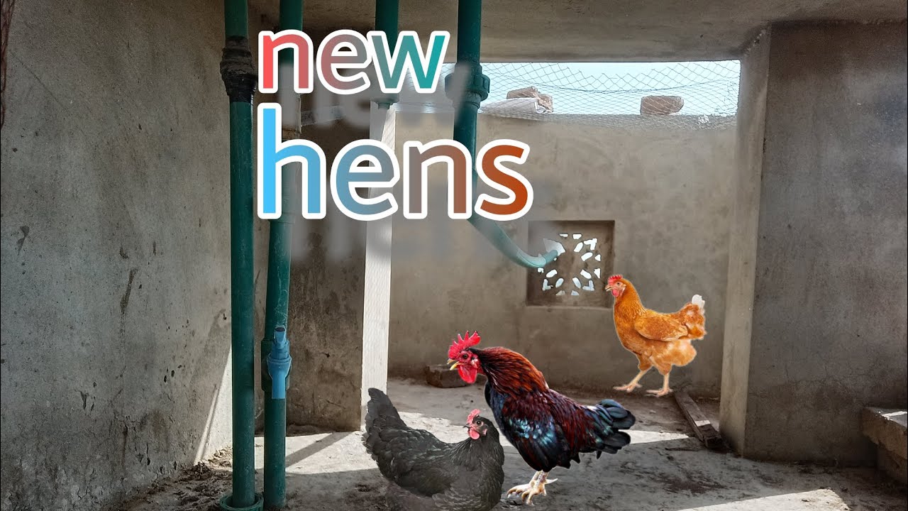 hens😍😍😍 - YouTube
