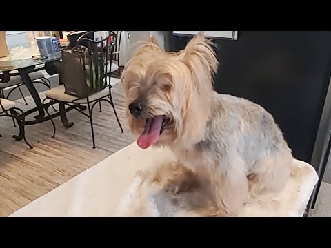 Haircut For Bree The Blind Yorkie - YouTube