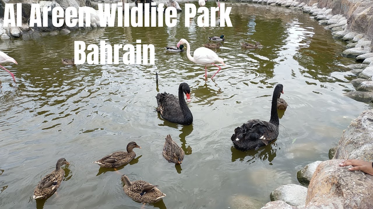 Al Areen Wildlife Park & Reserve Zoo, Bahrain 🇧🇭 part 3 - YouTube