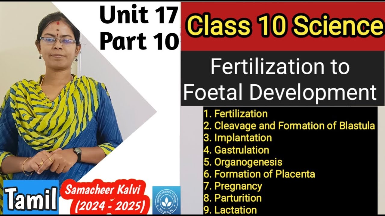 Fertilization to Foetal Development| Class 10 Science Unit 17 ...