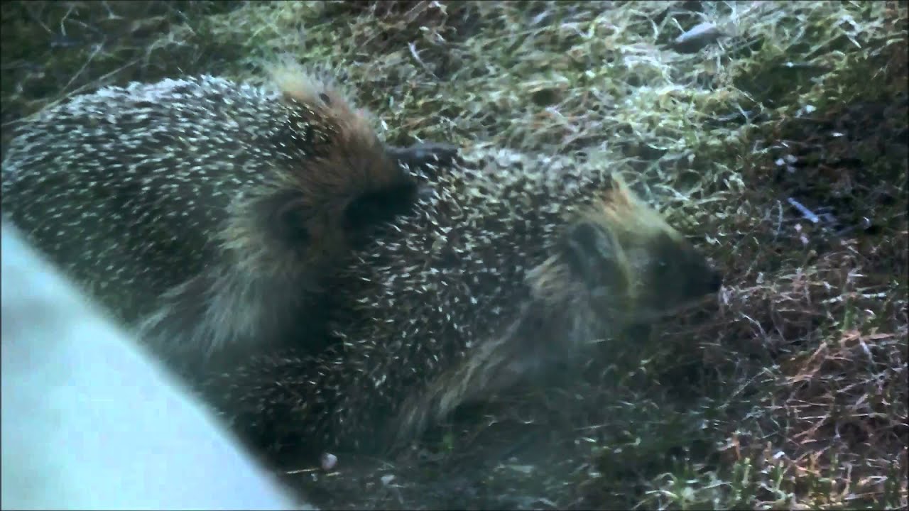 Siilien parittelu / hedgehogs mating - YouTube