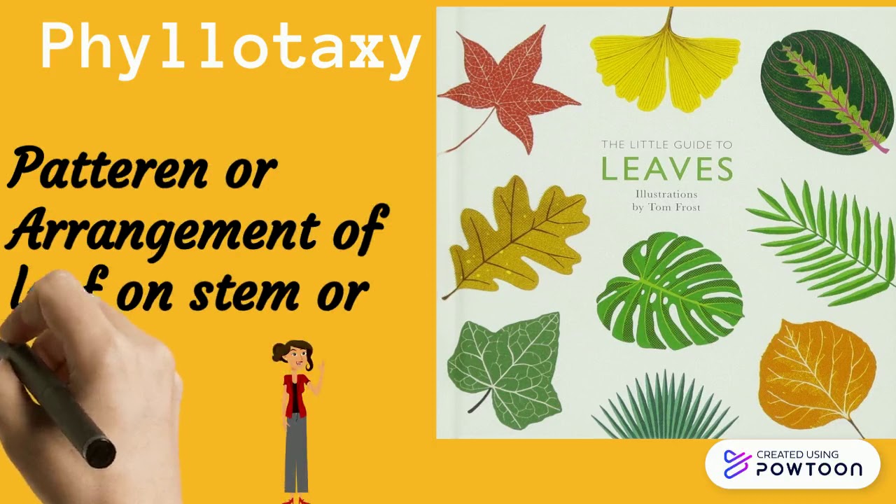 Phyllotaxy - YouTube