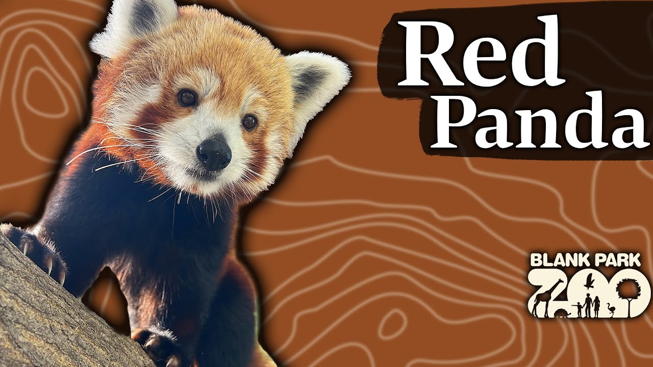 Meet The Red Pandas | Blank Park Zoo - YouTube