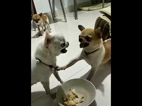 Funny Animals Reaction | Funny And Cute Animals Compilation Cute Moment ...