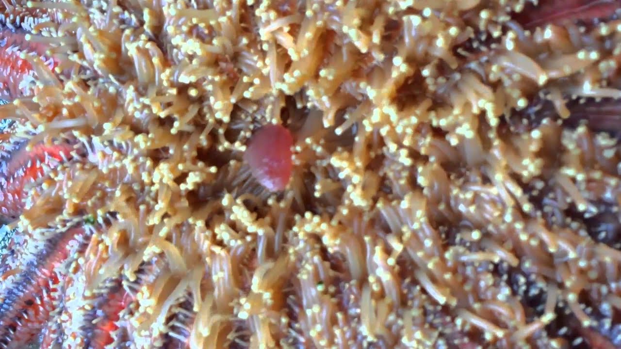 Arentz Alaska Trip Homer Starfish - YouTube