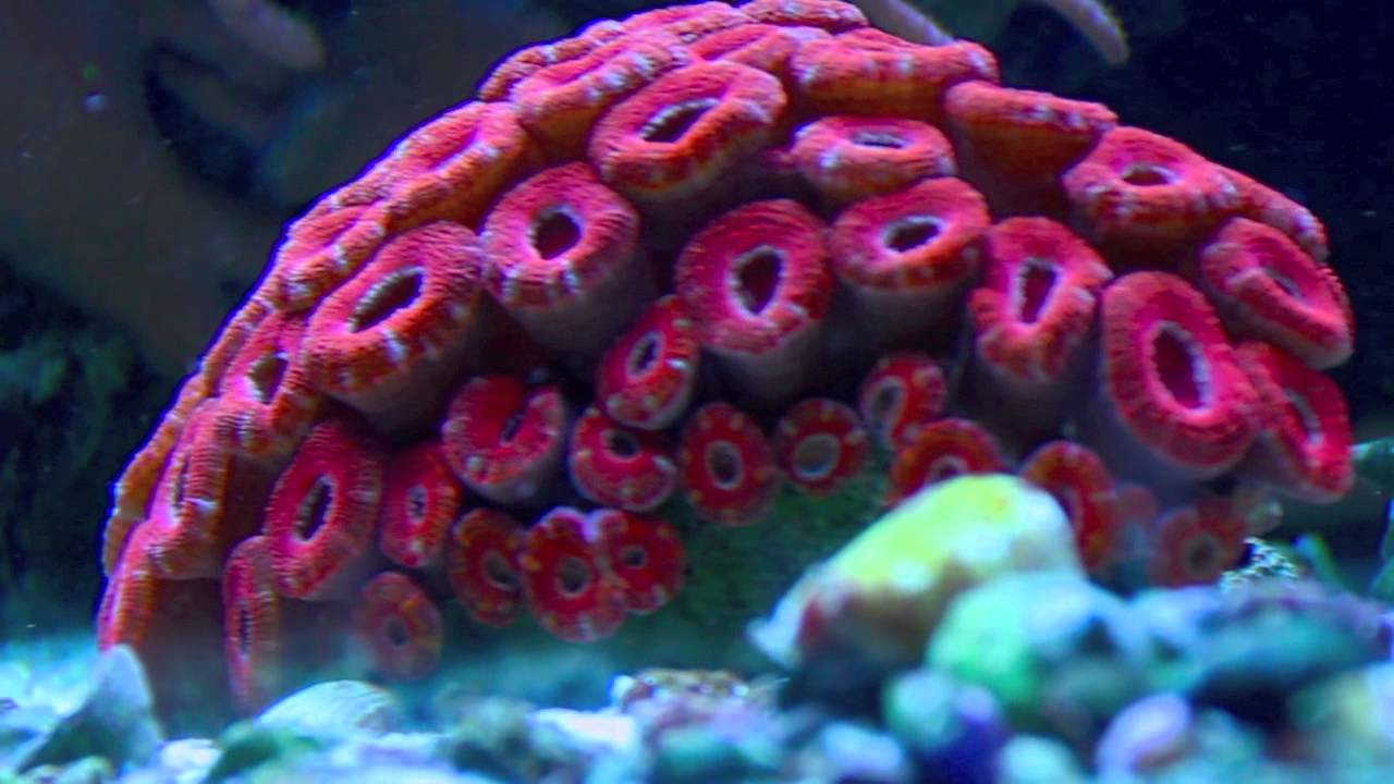 Lord Acan Coral.mov - YouTube