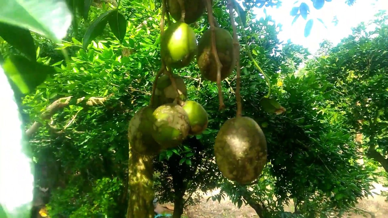 Ambarella tree and fruit - YouTube