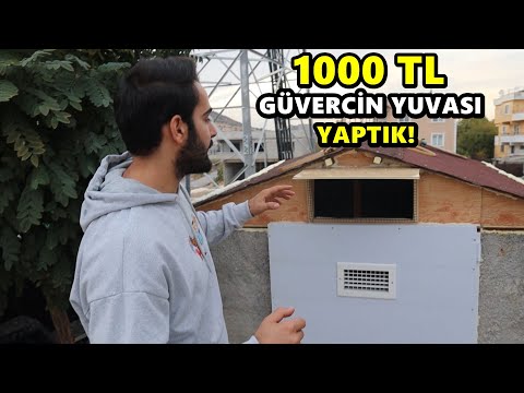 SONUNDA GÜVERCİNLER BAĞ EVİNDE - BİN TL KÜMES YAPTIK!