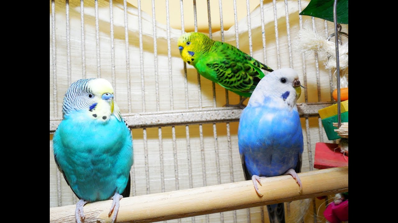 Hot new songs from my pet parakeets. This 10 Hr video encourages your ...