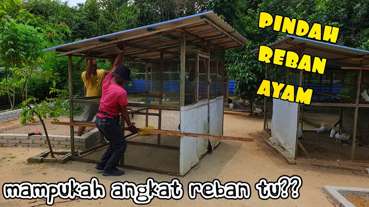 ️ ANGKAT REBAN AYAM SEBELUM RAYA. SEMPAT TERJAH ATOK - YouTube