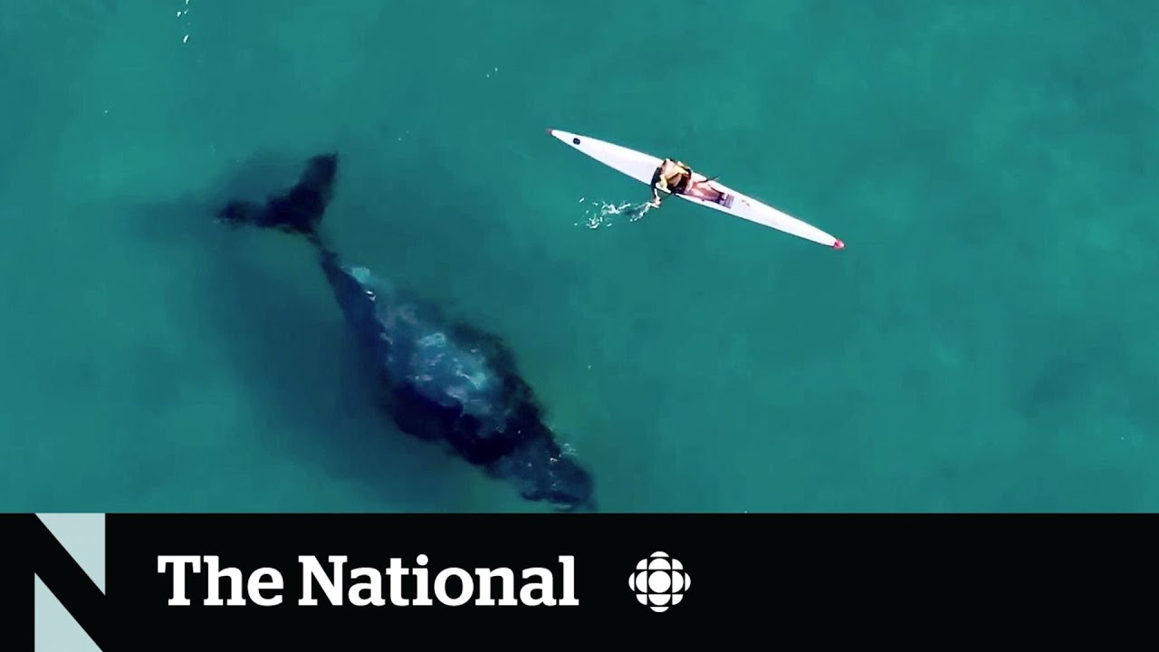 #TheMoment a curious whale gets up close and personal with kayaker ...