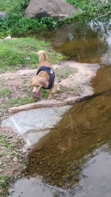 Not afraid to Bathe Why Dogs don't like to get wet #faith #viral #shorts #youtubeshorts # ...