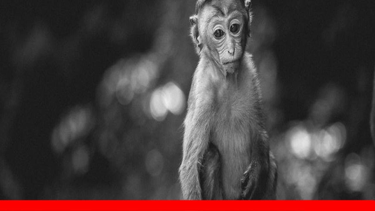 I Took This Series Of Makaka Portraits During My Trip In Sri Lanka ...