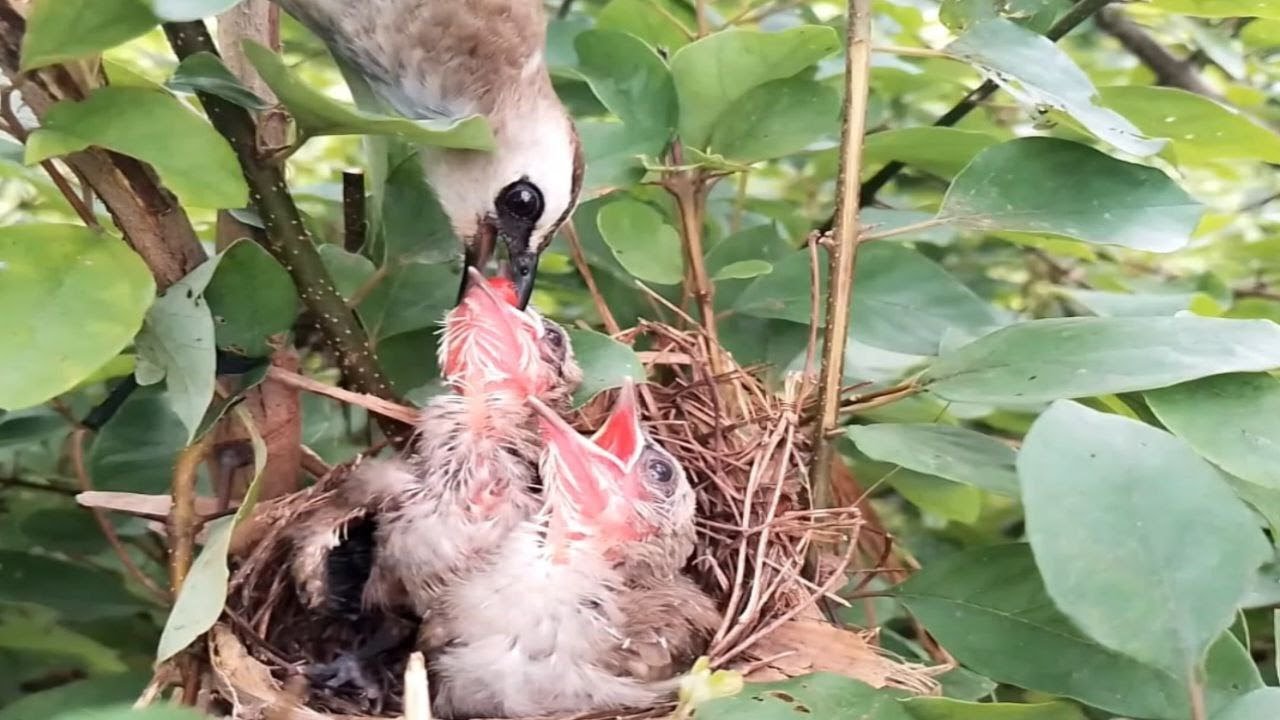 Birds Mother takes care of 2 babies in a clean bird nest [ Review Bird ...