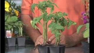 Growing Vegetables : Growing Patio Tomatoes