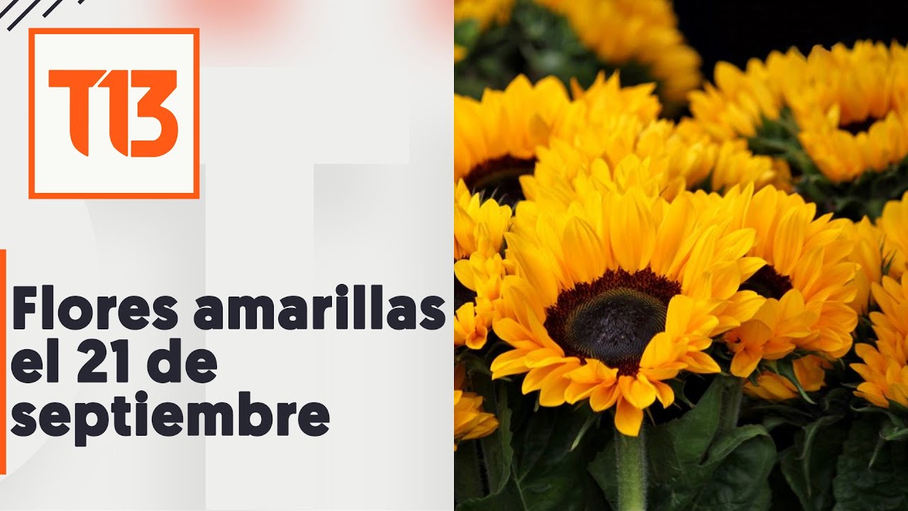 Explicación: ¿Por qué se regalan flores amarillas el 21 de septiembre ...