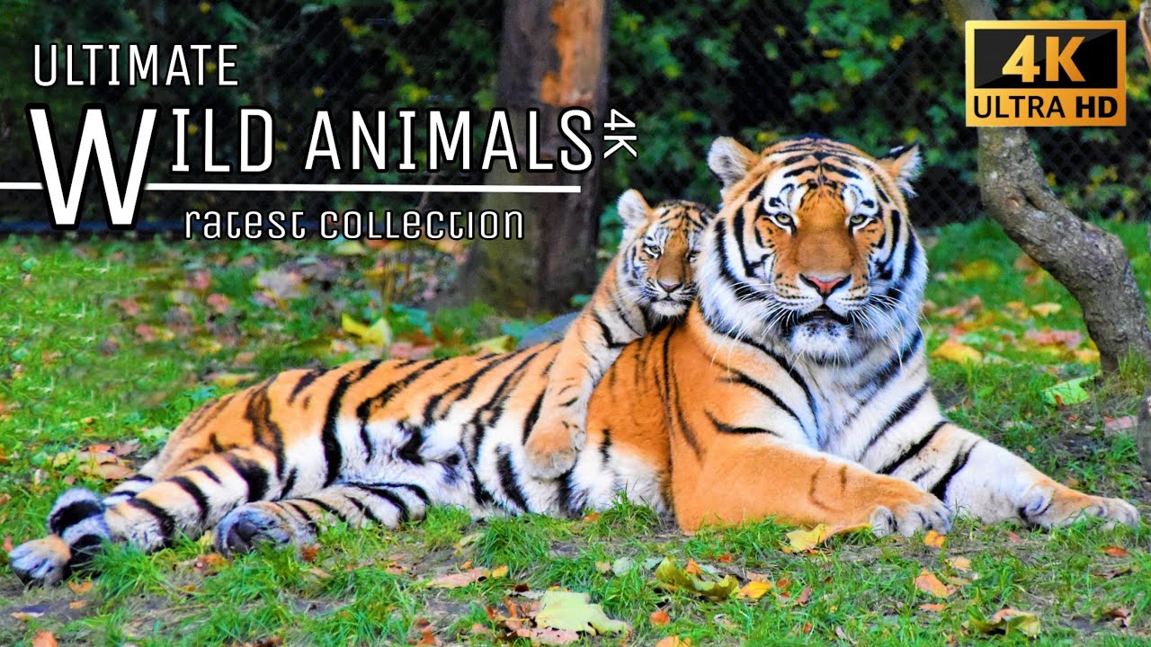 ULTIMATE WILD ANIMALS COLLECTION // AMAZING WILDLIFE // RAREST ANIMALS ...