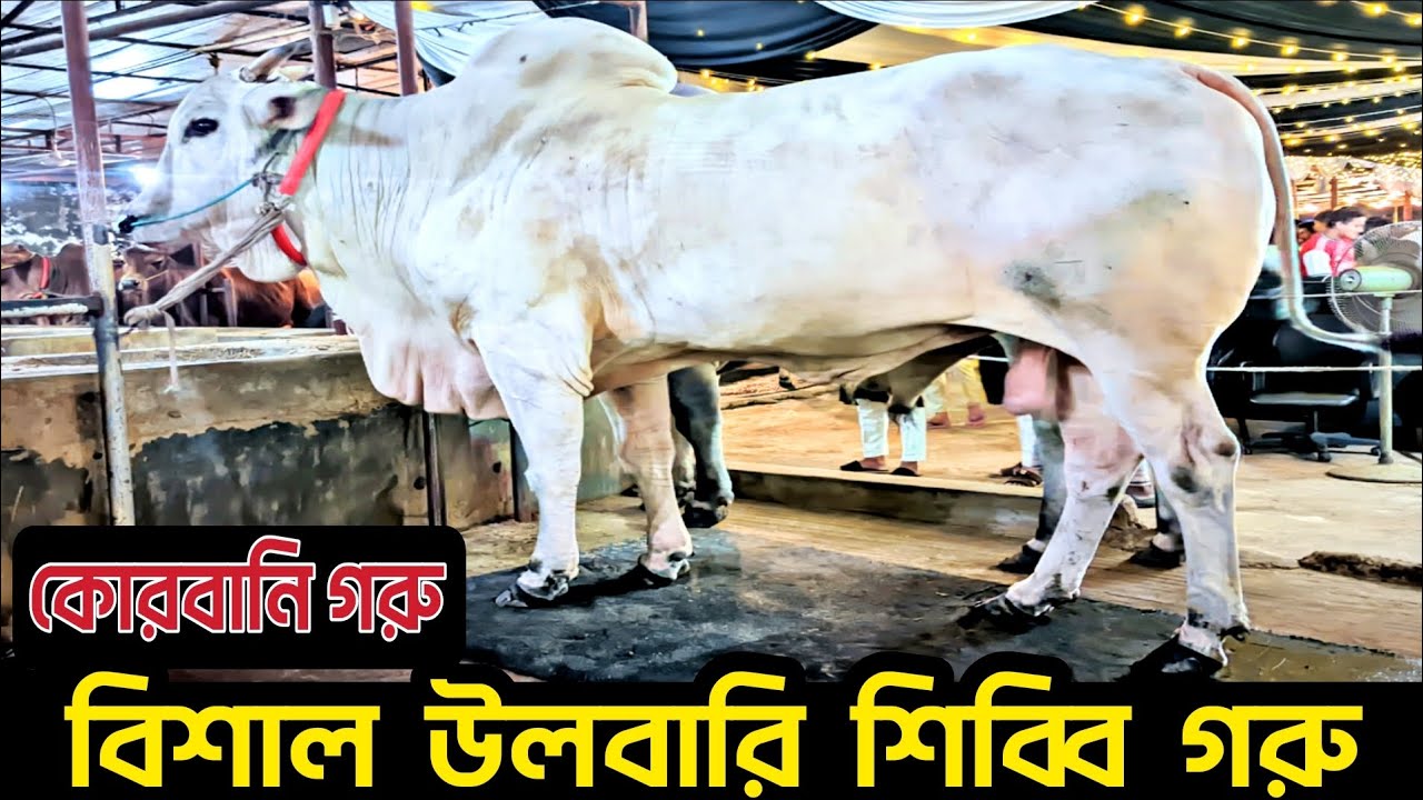 Ulbari Sibbi Cow of Saara Agro Farm Qurbani Collection ।। Ulubari ...