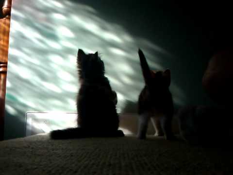 Funny cat fall down stairs!! - YouTube