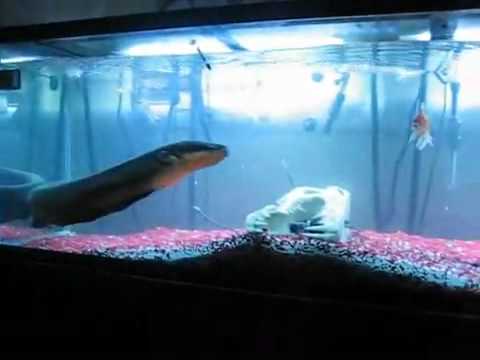 OHIO STATE ELECTRIC EEL SMASHING ON FISH--unagi the beast - YouTube