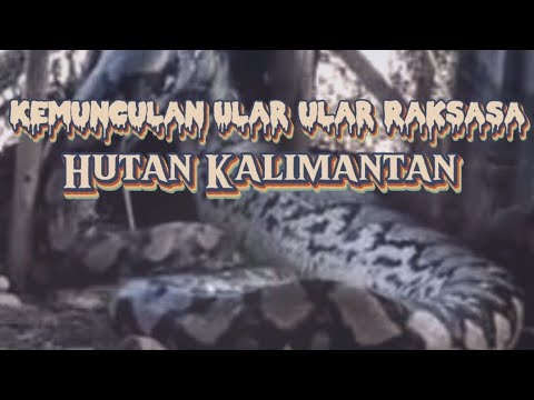 KEMUNCULAN ULAR ULAR RAKSASA ! HUTAN KALIMANTAN - YouTube