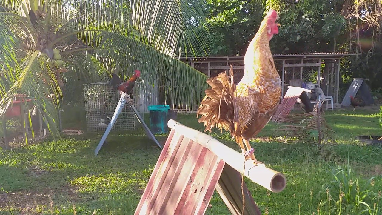 My backyard game farm(Malaysia). - YouTube