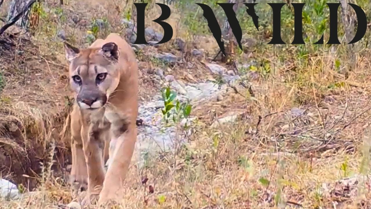 Secretos del Reino Animal: Fauna de San Luis Potosí Revelada - YouTube