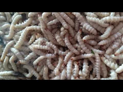 Bamboo worm, Very delicious, Asia food, Laos. 2020 - YouTube