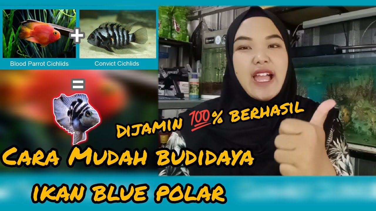 Budidaya Ikan Blue Pollar Parrot Cichlid - YouTube